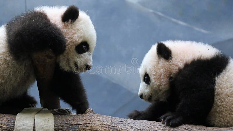 Two Giant Panda Cubs Interacting on a Log Stock Image - Image of ...