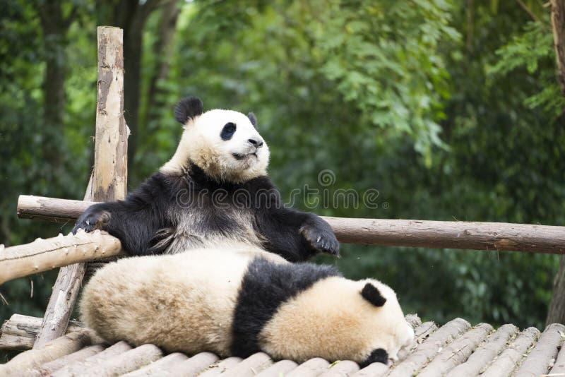 Two Giant Pandas Bear in the Zoo Stock Image - Image of head, bear ...