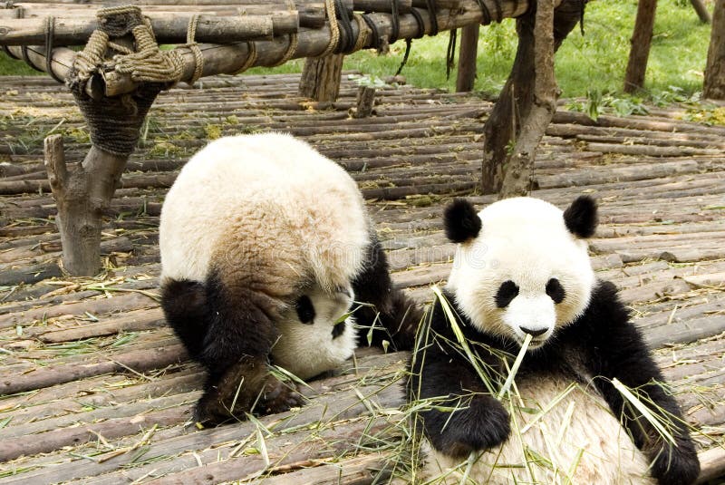 Naughty Panda Bears