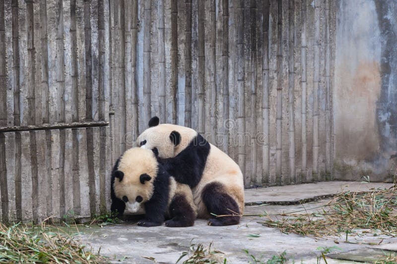 White Dog Playing Tenis Ball in Snow Stock Photo - Image of forest ...