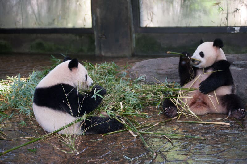 Two Giant Pandas are Playing, Stock Image - Image of monkey, mammal ...