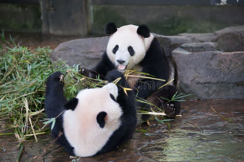 Two giant pandas playing stock photo. Image of animal - 323567412