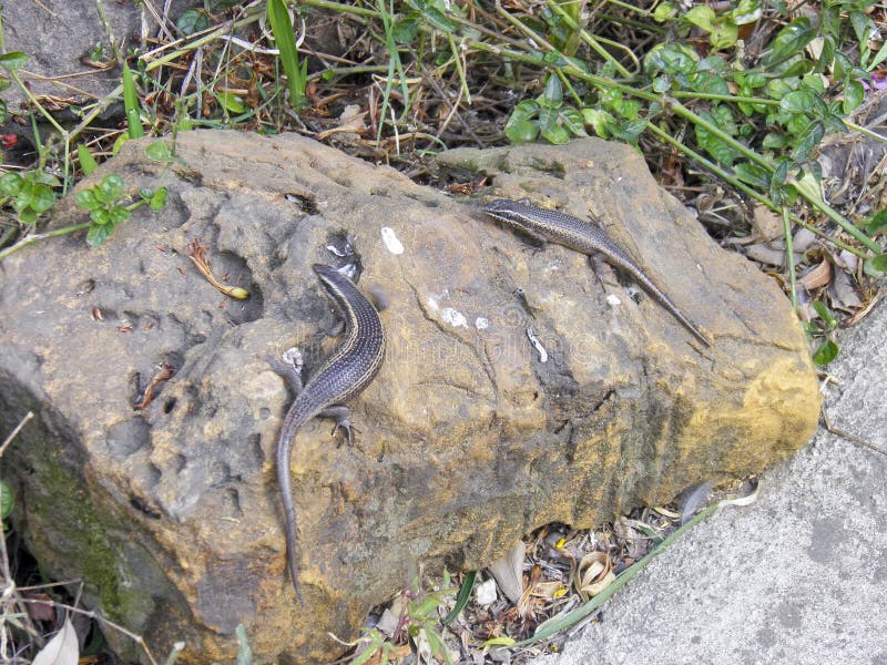 Two Giant Plated Lizards Resting Stock Image - Image of blue, beach ...