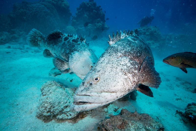Two Large Cod Engage in a Mating Ritual on the Reef Stock Photo - Image ...