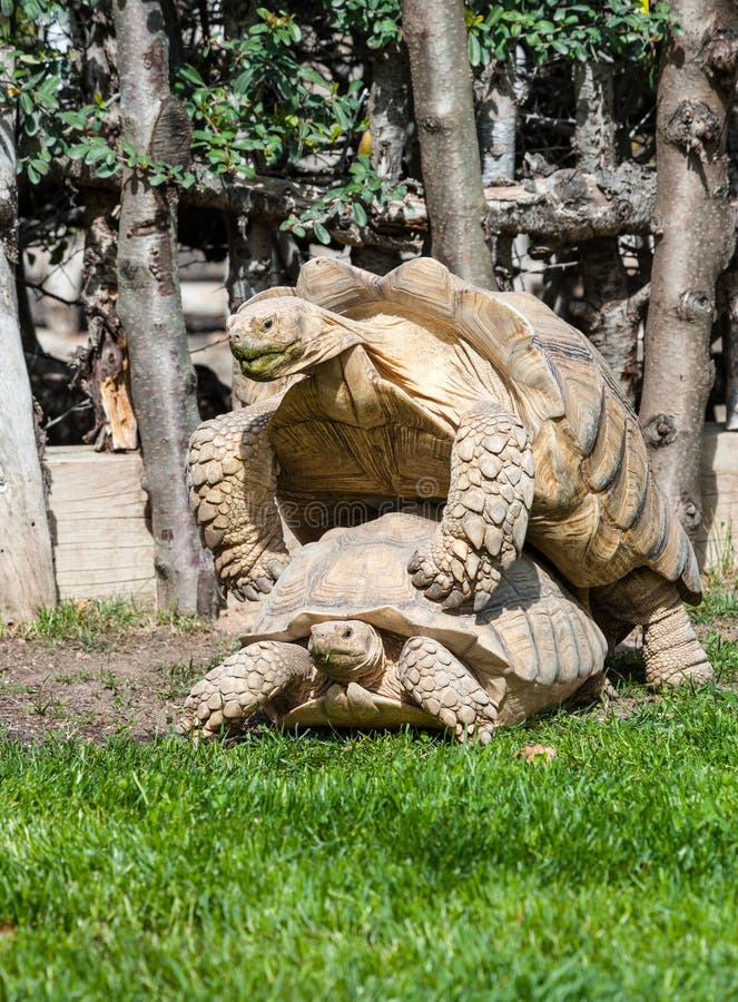 Two Giant Tortoises stock photo. Image of copy, mating - 30614660