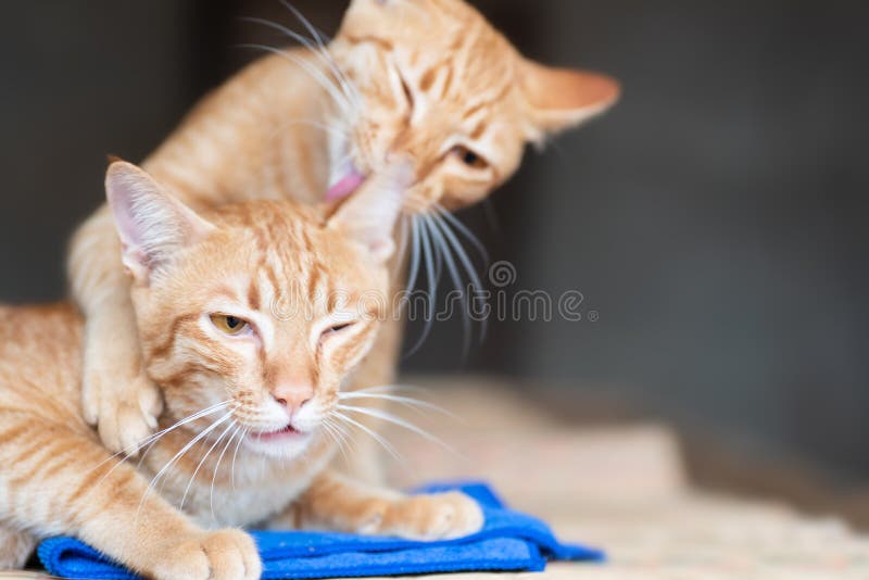 Two Ginger Cat Playing Together Stock Image - Image of domestic ...