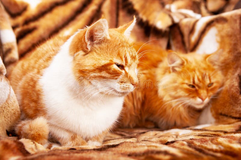 Two Ginger Cats on a Background with a Tiger Print. Stock Image - Image ...