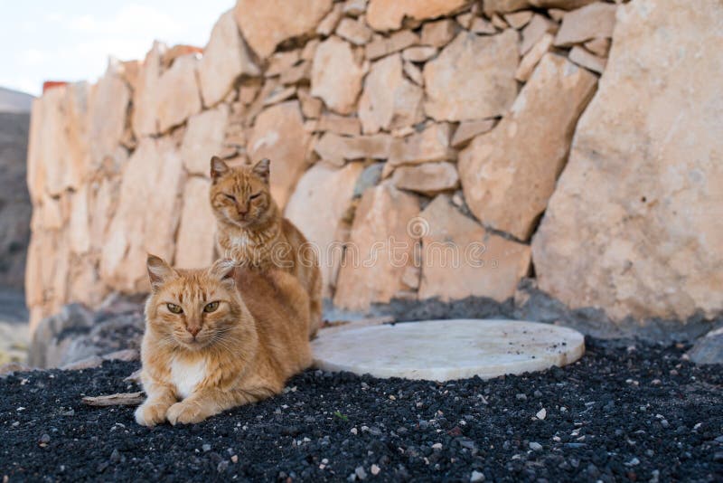 Two Ginger Cats in Front of Natural Stone Wall Stock Photo - Image of ...