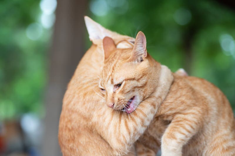 Two Ginger Cats Playing Together Stock Photo - Image of fighting, kitty ...