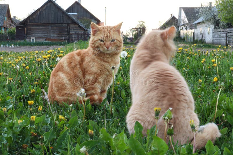 Two Ginger Cats Sit on the Lawn Against the Backdrop of Village ...