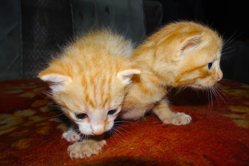 Two ginger kitten brothers stock photo. Image of furry - 241195820