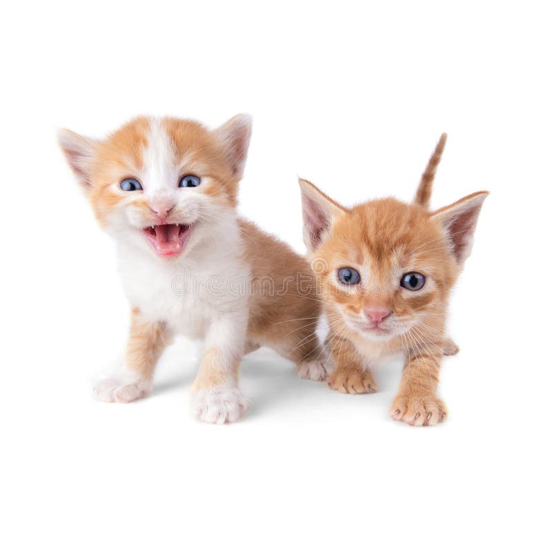 Two Ginger Kittens Isolated on White Background. Looks into the Camera ...