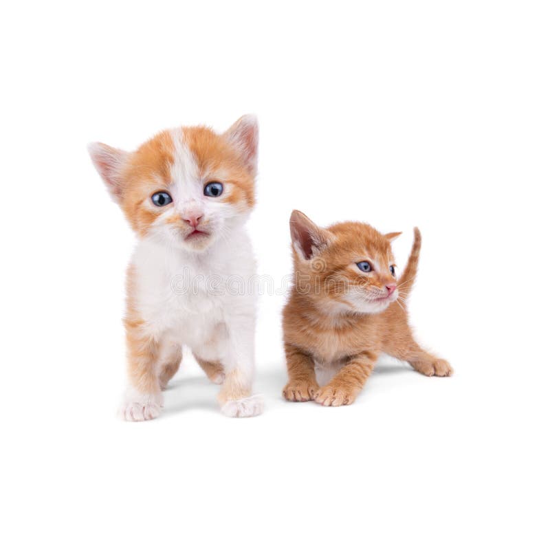 Two Ginger Kittens Isolated on White Background. Looks into the Camera ...