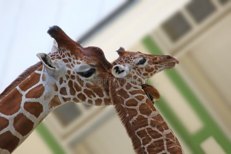 Two giraffe stock image. Image of safari, couple, animal - 15226401