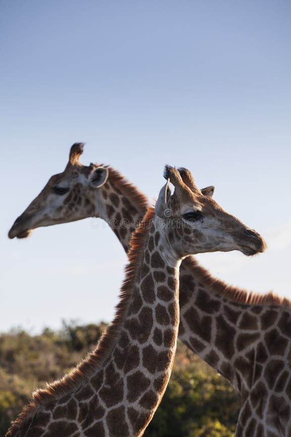 Two giraffe stock photo. Image of wildlife, giraffe, tourism - 26143706