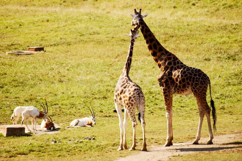 Two giraffe friends stock photo. Image of love, animal - 10628124
