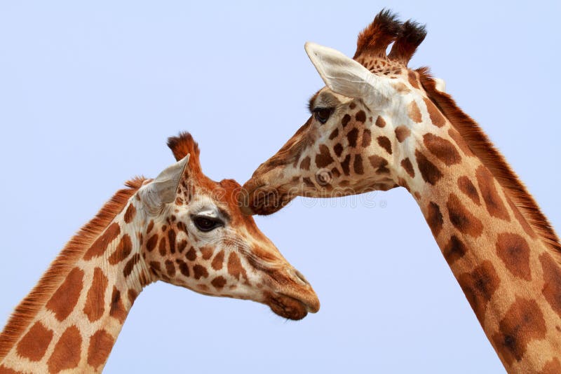 Giraffe Kiss stock photo. Image of conservation, safari - 22172094