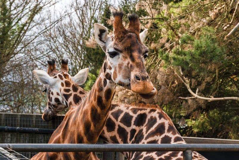 Two Giraffe Looking in Different Direction Behind Metal Fence in a Zoo ...