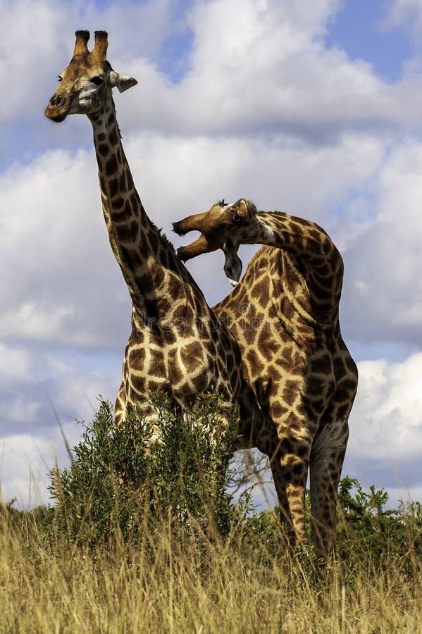 Giraffe Twisted His Neck and Looked at Us. Stock Image - Image of bowed ...