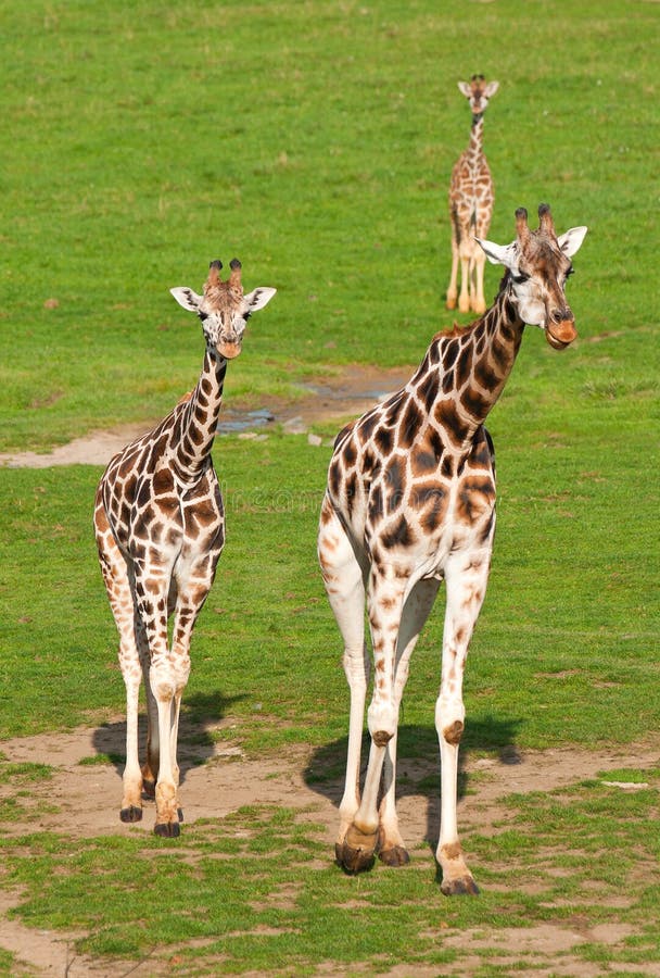 Two giraffe walking stock photo. Image of wildlife, wide - 16448732
