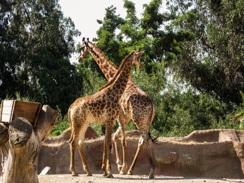 Two giraffe at the zoo stock photo. Image of giraffe - 167080990