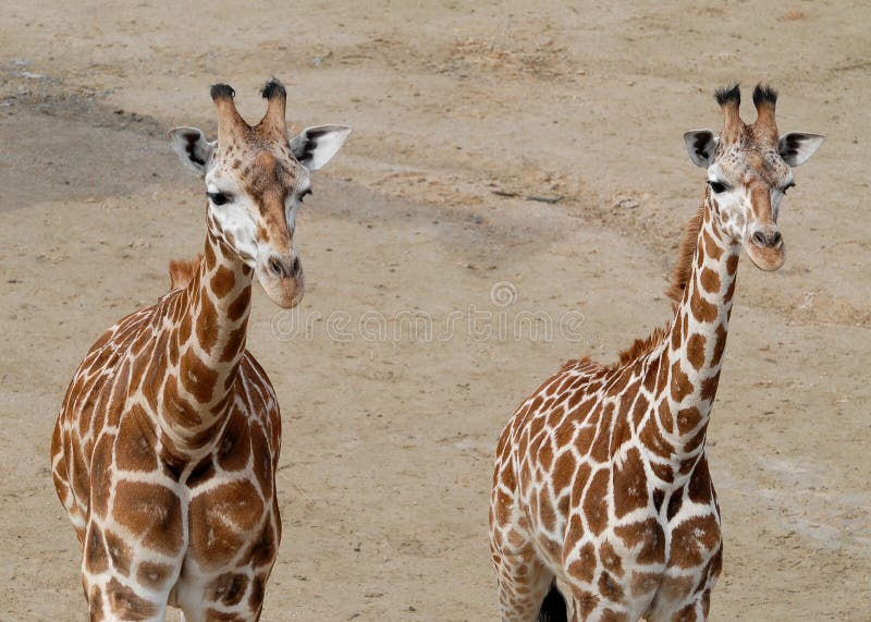 Two giraffes stock image. Image of closeup, three, giraffe - 13528283
