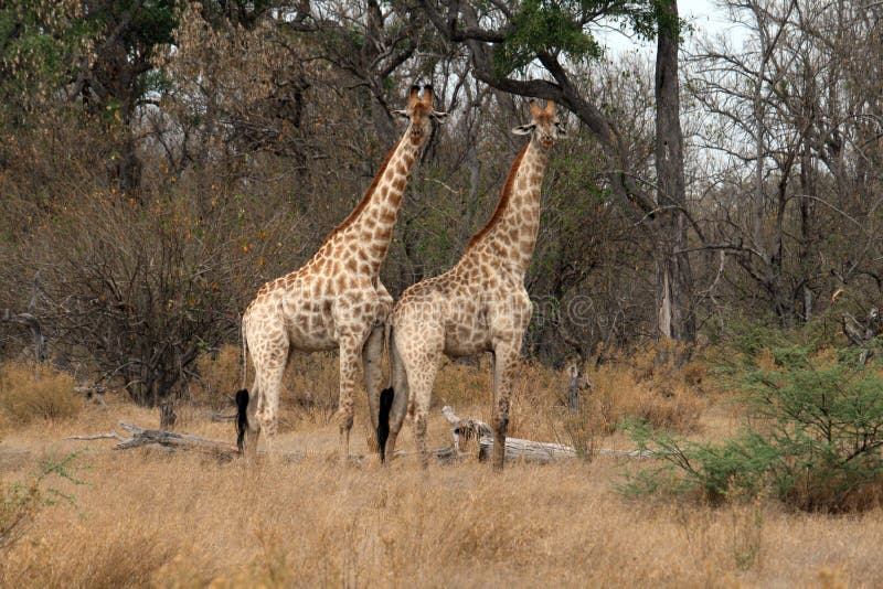 Two giraffes stock image. Image of adventure, giraffe - 13543855