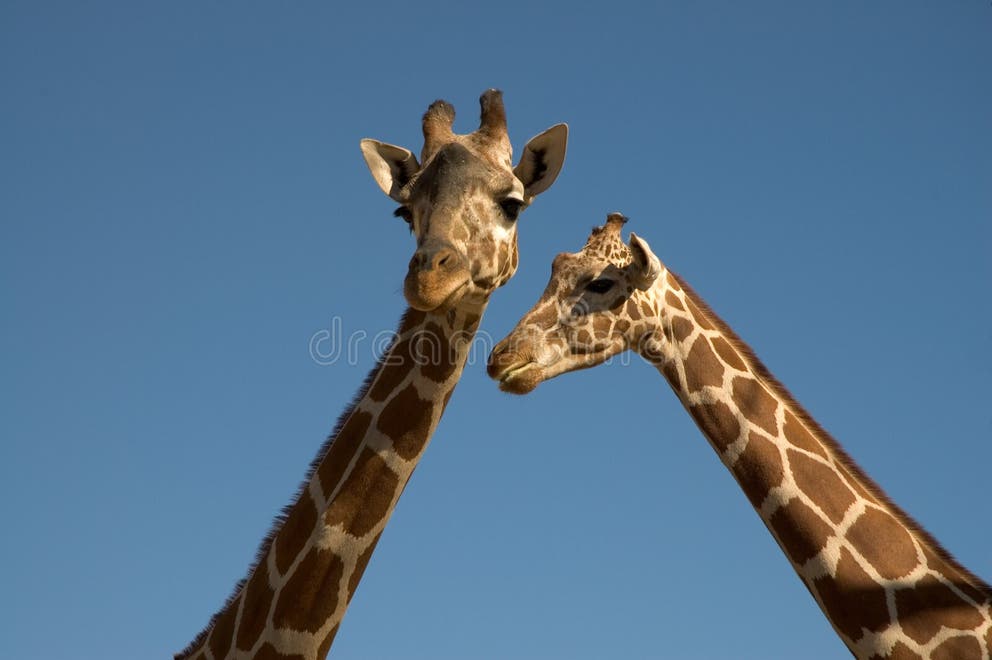 Two Giraffes stock photo. Image of long, girafe, close - 1489444