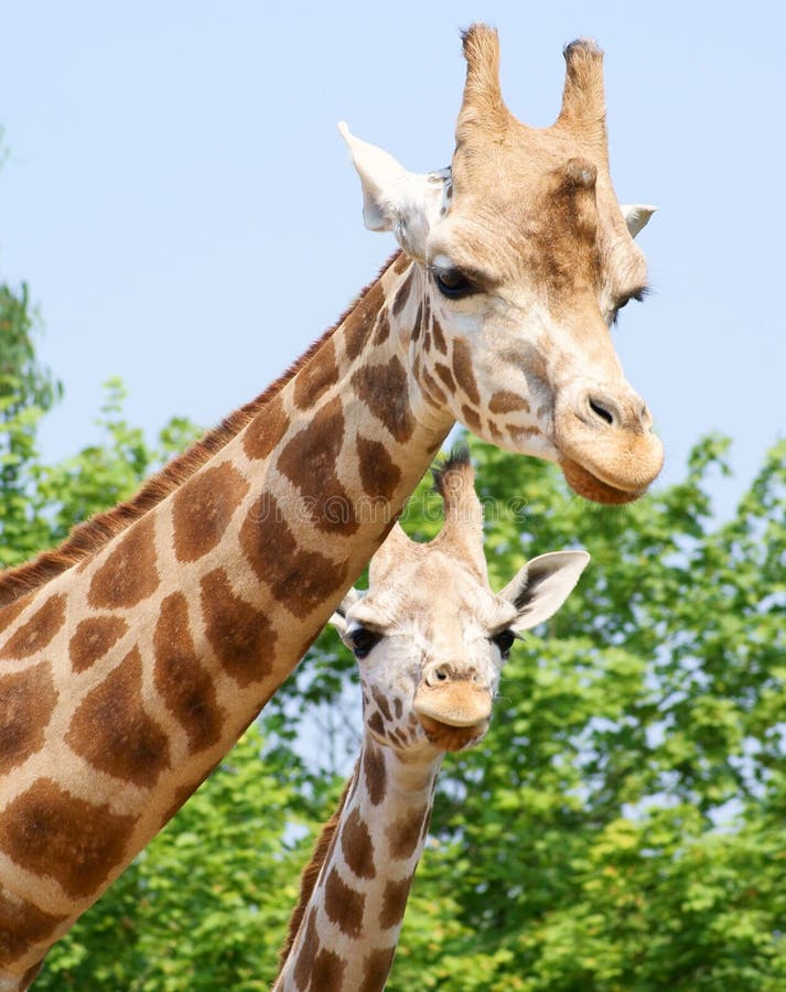 Two Giraffes stock image. Image of herd, giraffe, neck - 15002697