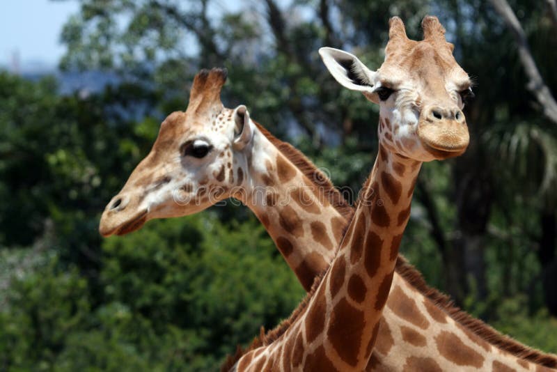 Two giraffes stock image. Image of neck, wild, mammal - 1848049