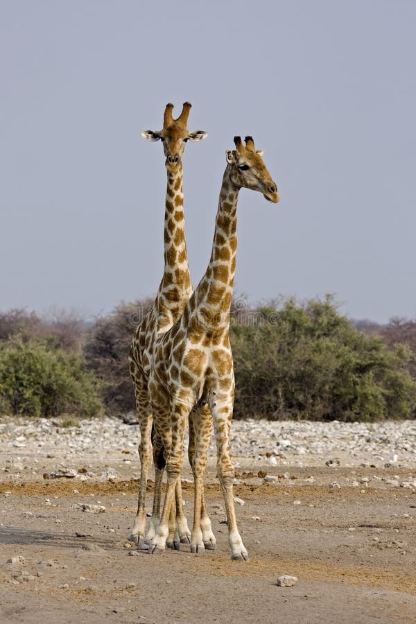 Two Giraffes stock image. Image of nature, curios, herbivore - 19140025