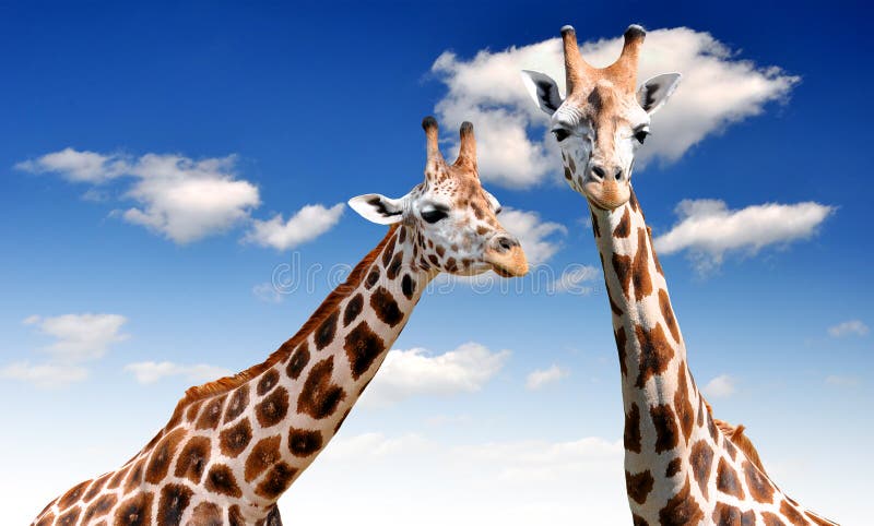 Two giraffes stock image. Image of girafe, mammal, face - 20199757