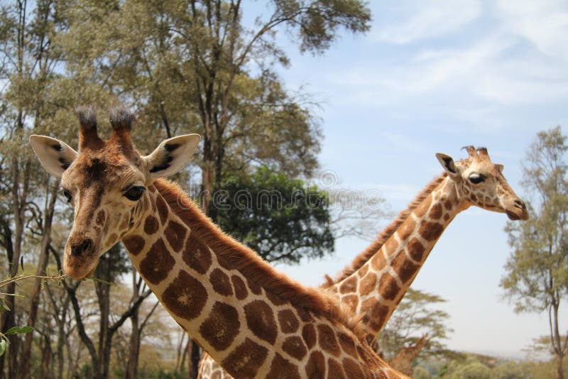 Two Giraffes stock image. Image of herbivore, togetherness - 23641081
