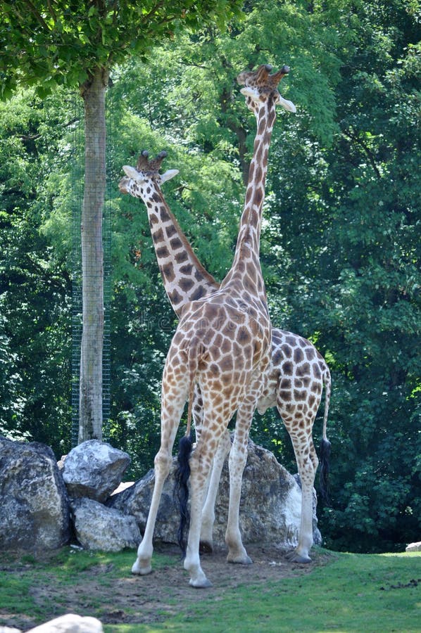 Two giraffes stock photo. Image of wilderness, texture - 27405980