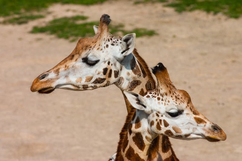 Two giraffes stock image. Image of pattern, africa, safari - 28558461