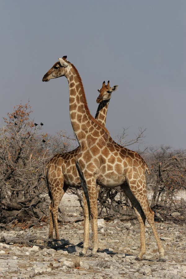 Two Giraffes stock image. Image of long, steppe, blue - 7399631