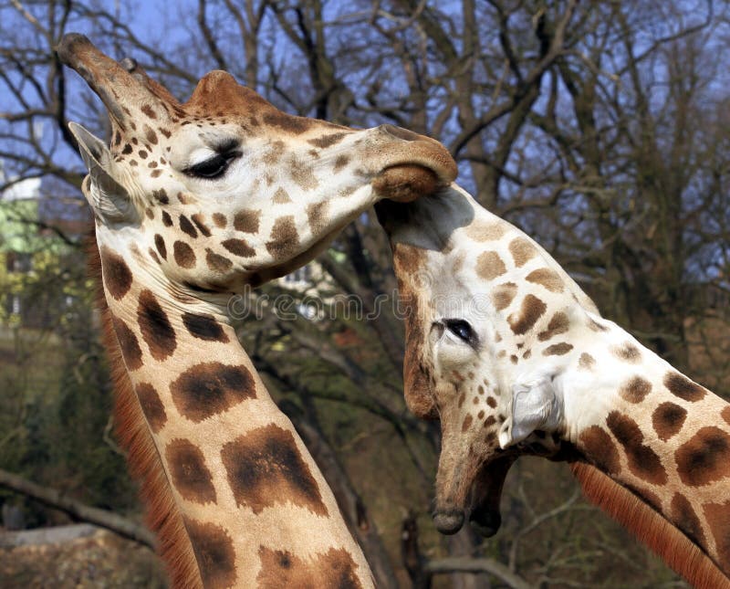 Giraffe stock photo. Image of grass, tree, wildlife, animal - 50328334