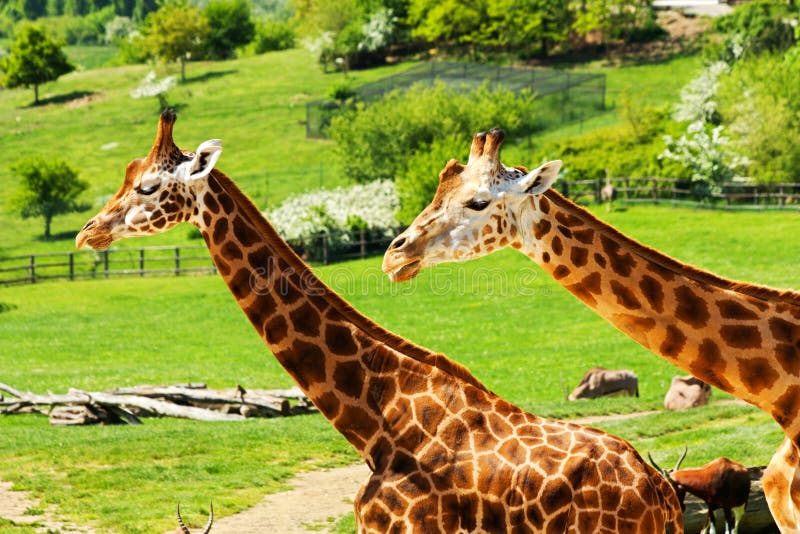Two giraffes stock photo. Image of friends, patterns - 54221462