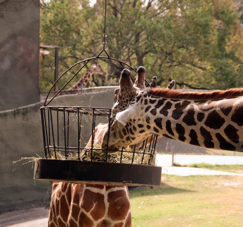 Giraffes at Feeding Trough in Zoo, Widescreen Stock Photo - Image of ...