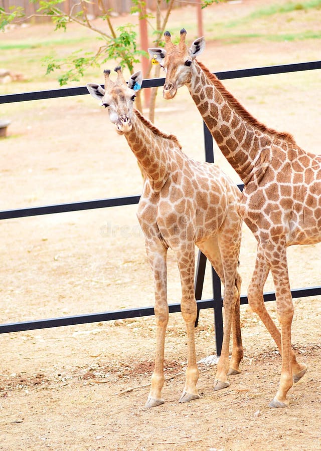 Two giraffes stock image. Image of giraffes, friendship - 69869793