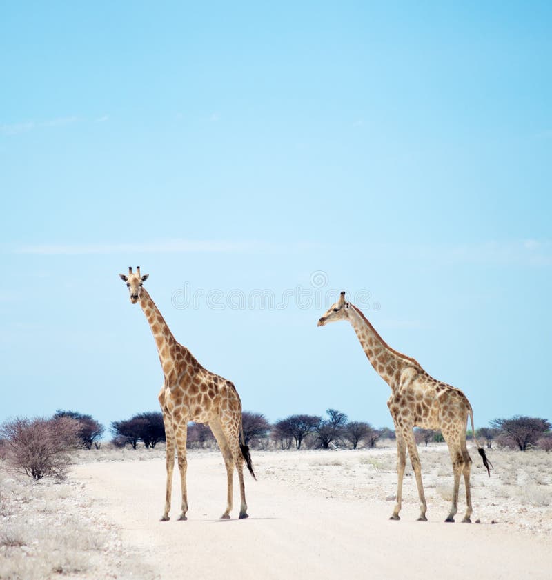 Two giraffes stock image. Image of herbivorous, mammal - 102149205