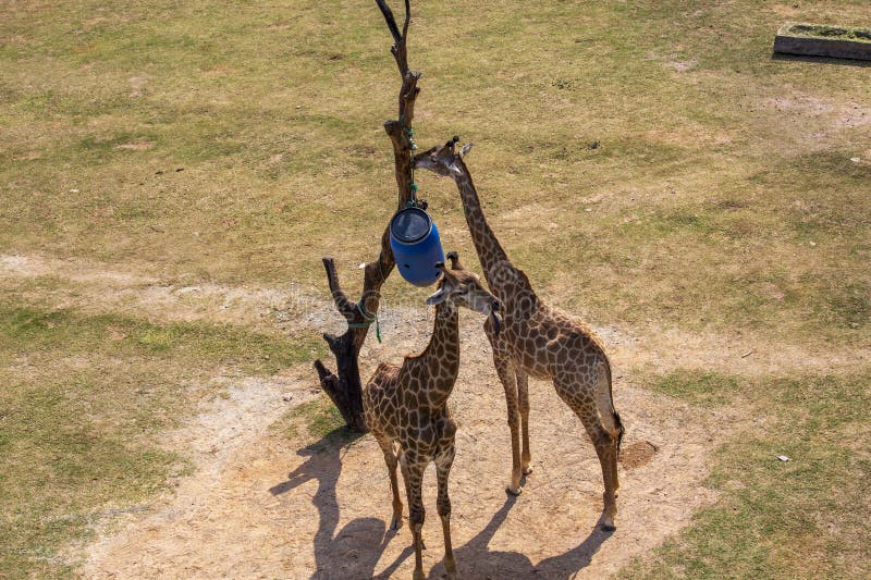 Giraffe in Chimelong Wildlife Zoo, Guangzhou China Stock Photo - Image ...