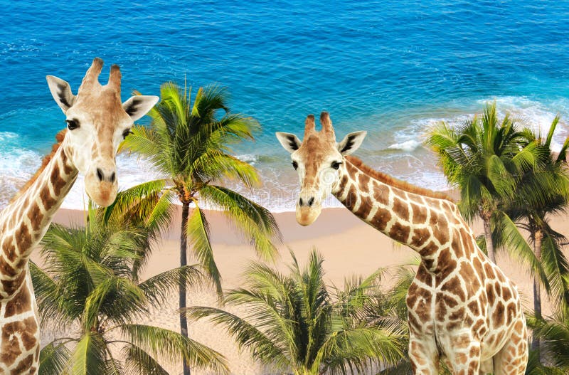 Two Giraffes, Palm Trees, Ocean Waves and Beach Stock Photo - Image of ...