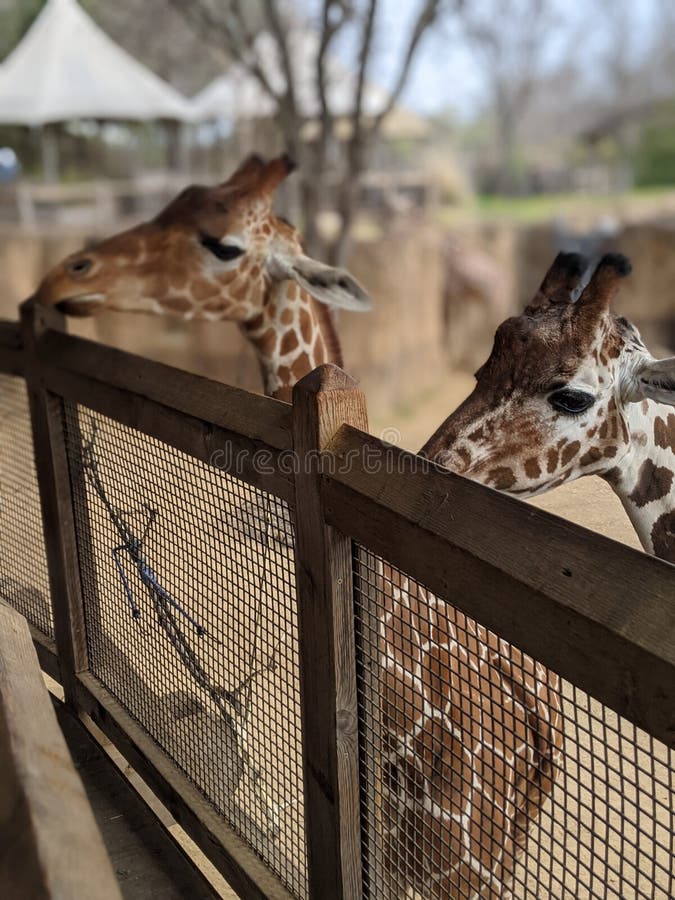 Two Giraffes Peering Over Fence Stock Image - Image of trunk, sculpture ...