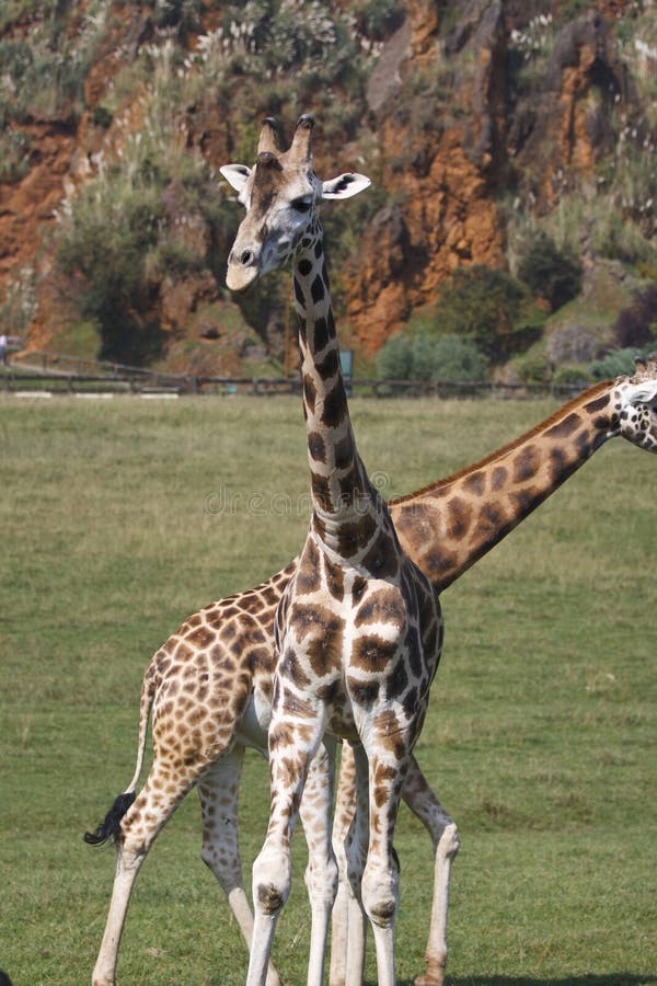 Giraffe stock photo. Image of wildlife, savannah, giraffes - 100796390