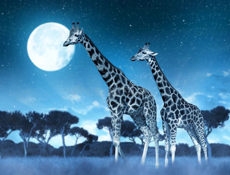 Cute Giraffe Moonlight Stock Photos - Free & Royalty-Free Stock Photos ...