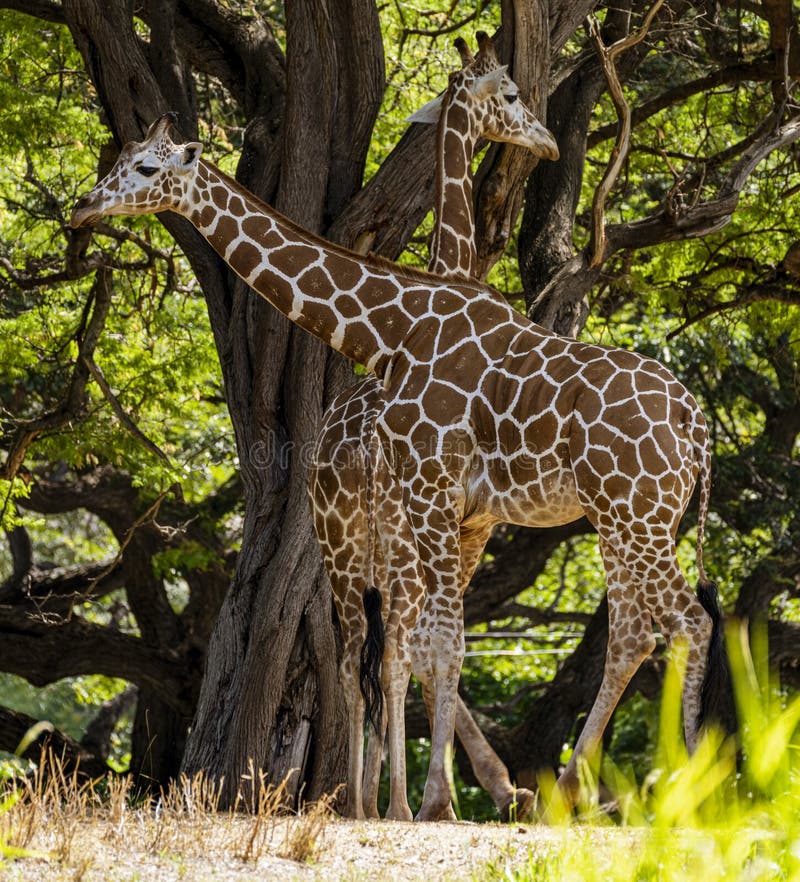 Two Giraffes Stand in the Shade Stock Image - Image of acacia ...