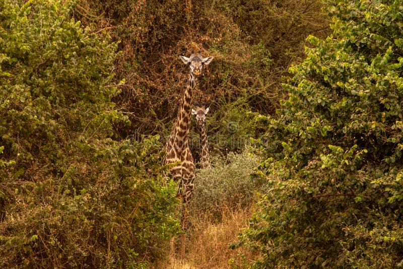 Two Giraffes Standing and Looking Forward Stock Photo - Image of ...
