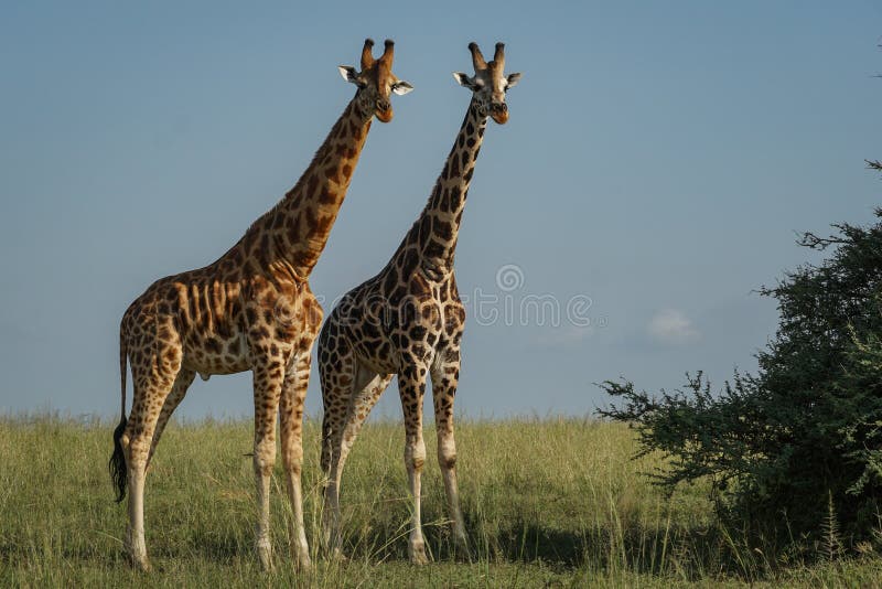 Two giraffes stock image. Image of safari, giraffes - 129359129