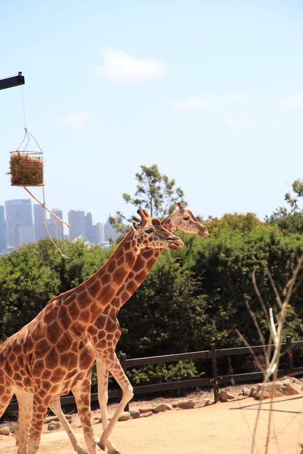Giraffes in the city stock photo. Image of animal, pasture - 19882030
